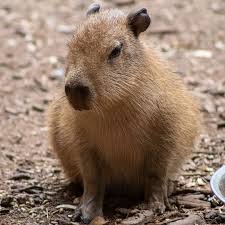 capybara project - Roboflow Universe