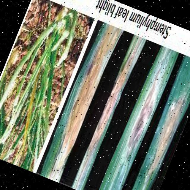 onion disease Classification Dataset and Pre-Trained Model by Datasets