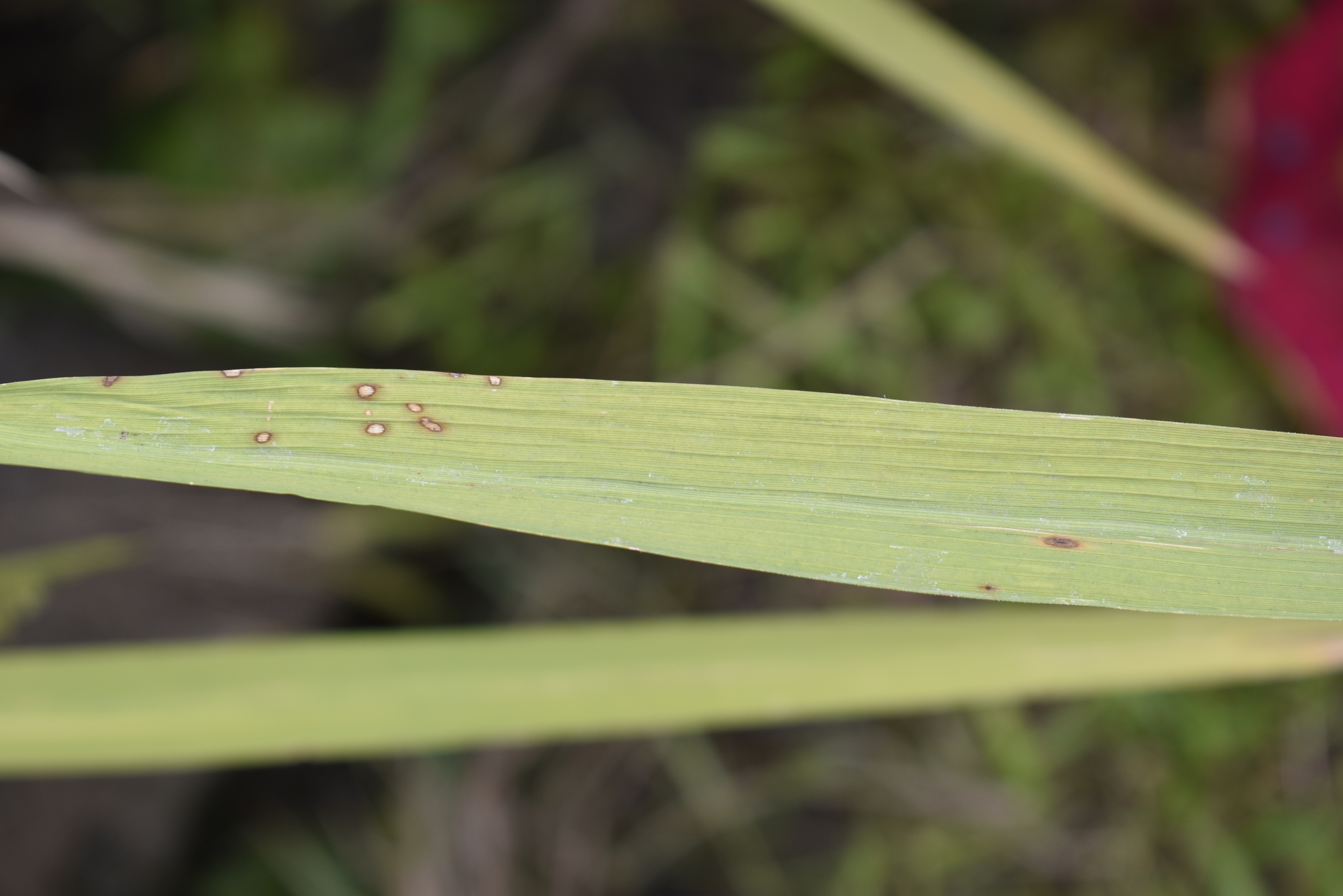 leaf Instance Segmentation Dataset and Pre-Trained Model by leaf disease