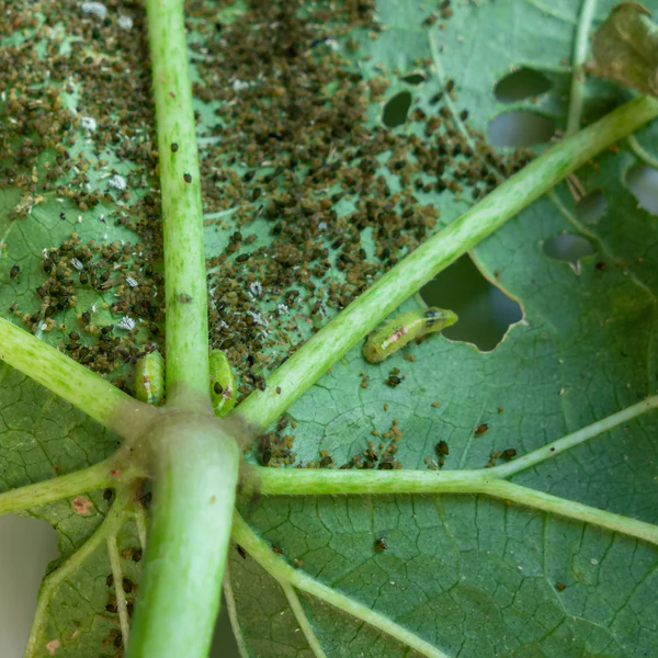 Pest Object Detection Dataset by flybeagle