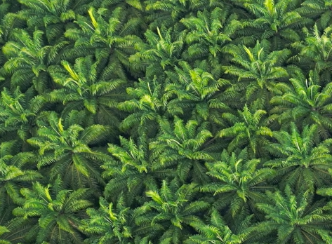 palm oil tree v5 Object Detection Dataset by usim