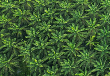 palm oil tree Object Detection Model by usim