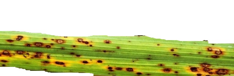 Rice Disease Detection Object Detection Dataset And Pre Trained Model