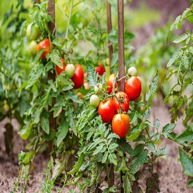 tomato_detect Object Detection Model by TomatoDetect