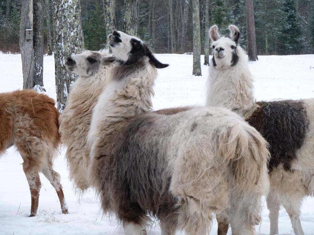 Alpaca_Detector Object Detection Dataset by Alpaca