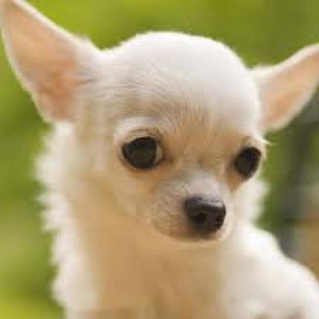 Dog breeds Object Detection Model by coverse