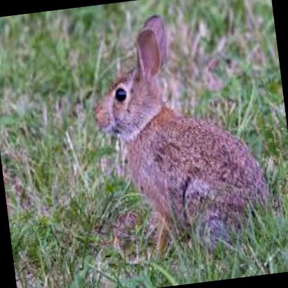 Ian Surridge (ian-surridge-ly0hd) - Roboflow Universe