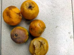 Orange_bad Instance Segmentation Dataset by gou