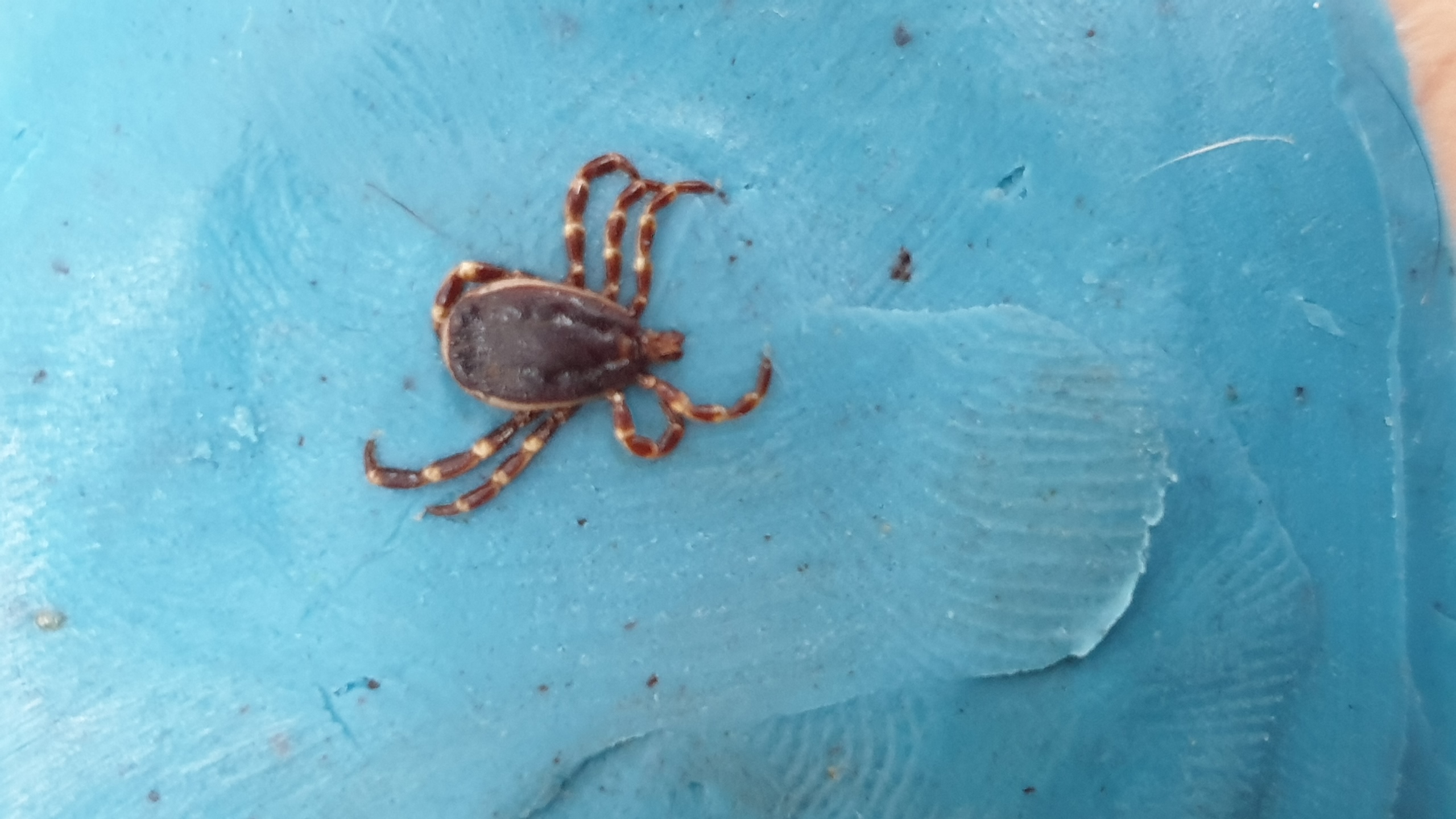 tickdetection - Roboflow Universe