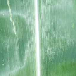 Maize leaf disease detection Object Detection Dataset and Pre-Trained ...