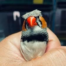 forpus cockatiel finch zebra Object Detection Dataset by poom