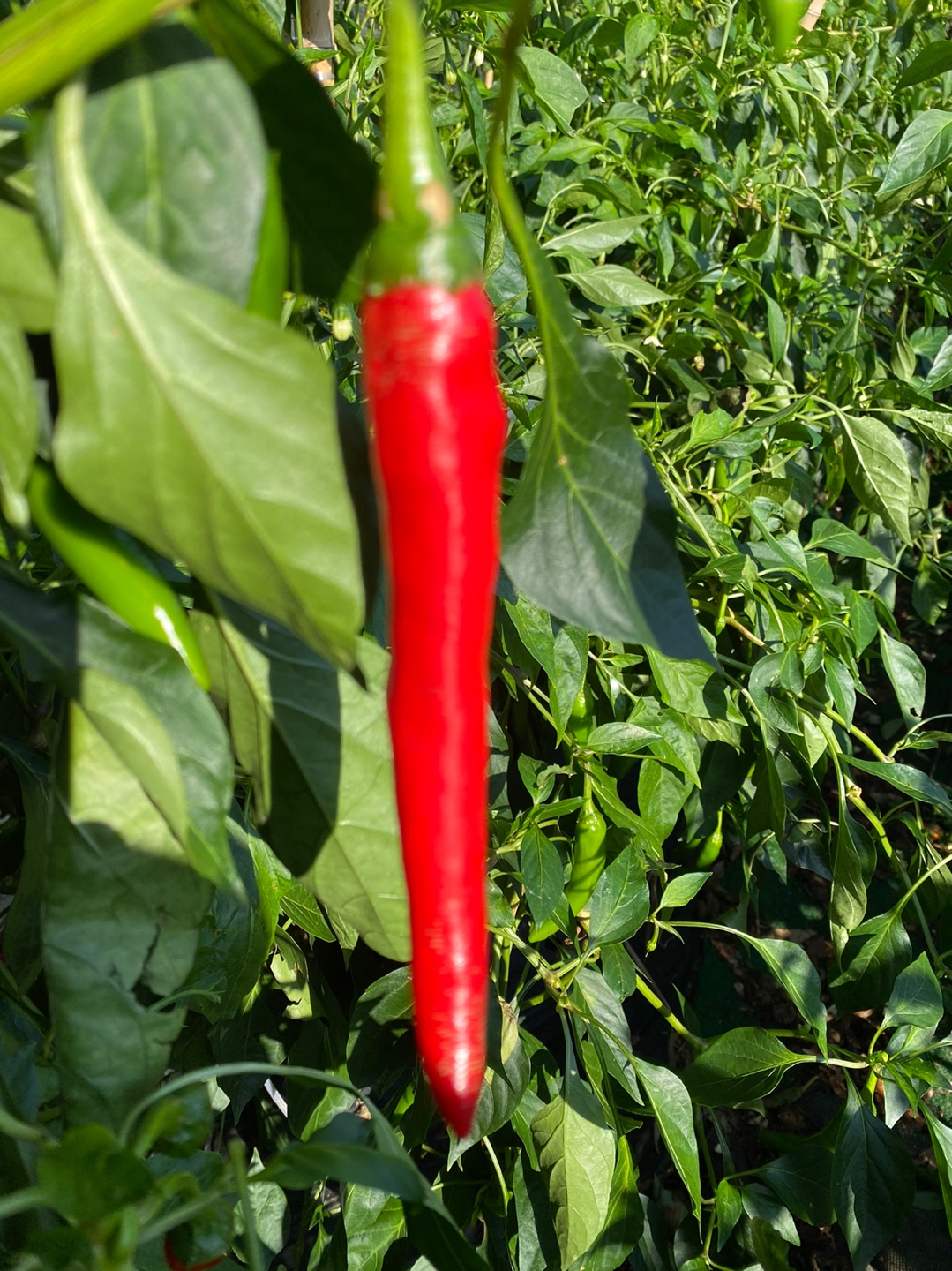Pepper Classification Dataset And Pre Trained Model By Plant Virus