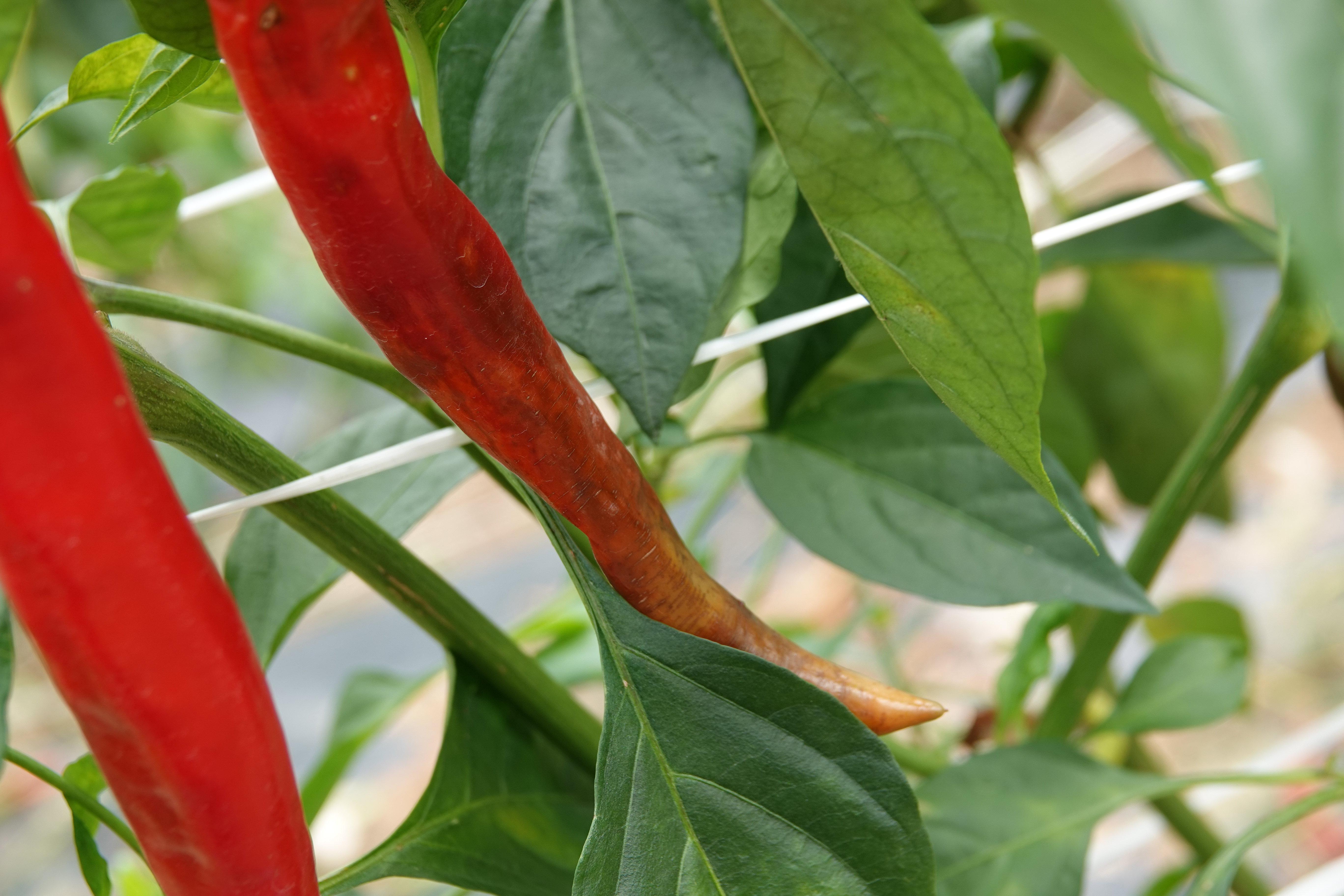 pepper Classification Model by plant virus