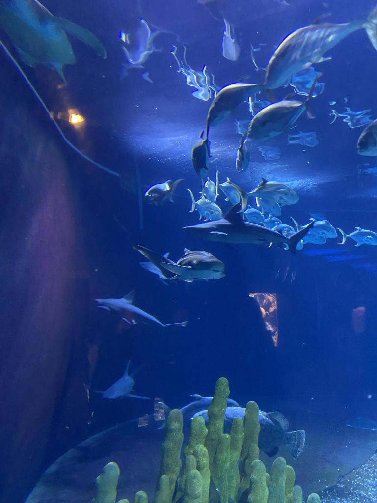 Aquarium Dataset Object Detection Dataset By Kartik