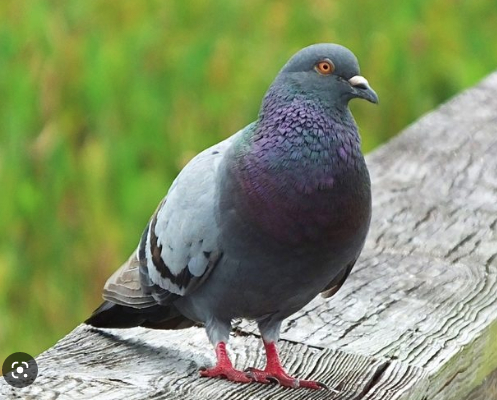 Feral-Pigeon Object Detection Dataset by camdanrlz