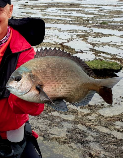 bronze-bream Object Detection Dataset by camdanrlz