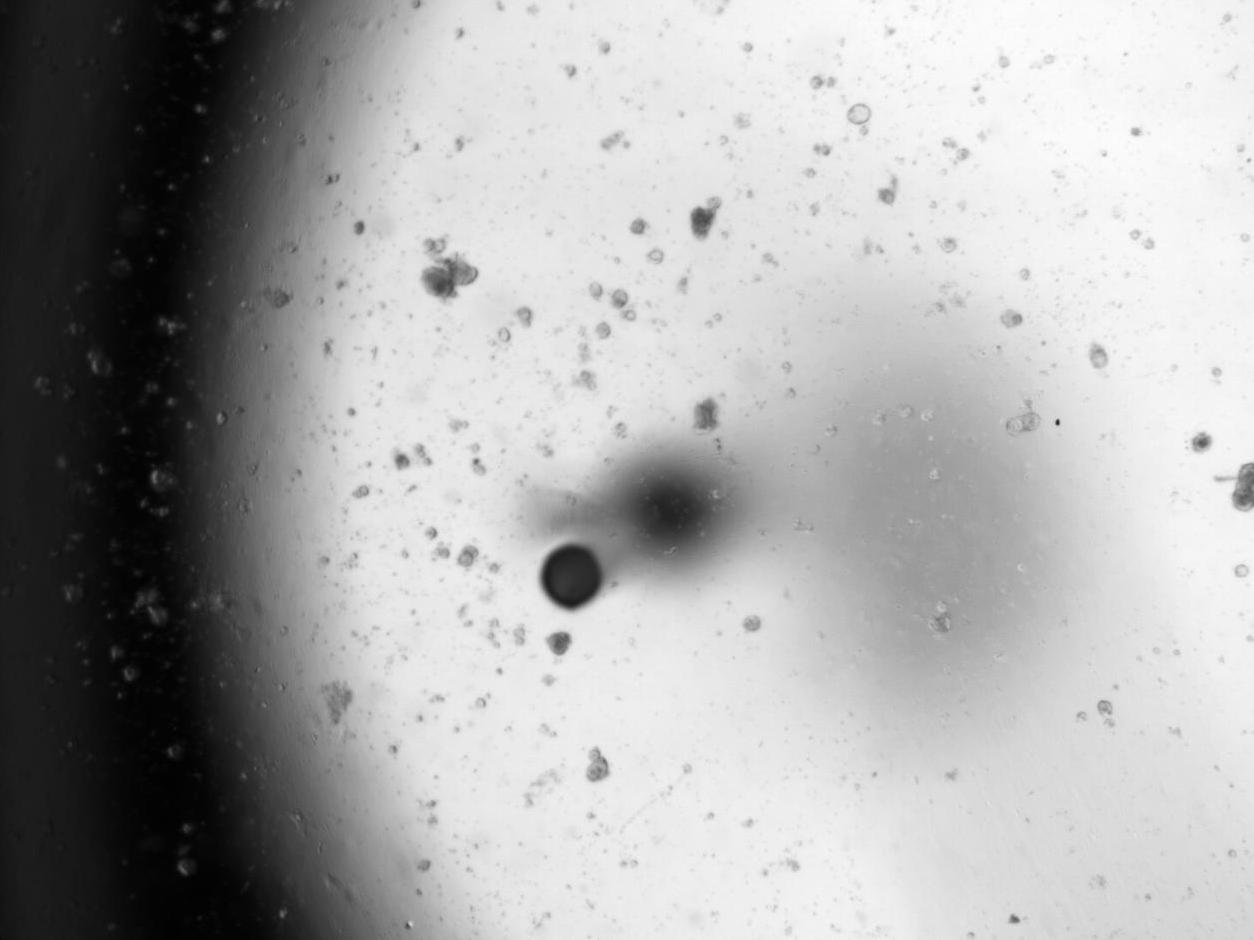 thesis_aug Instance Segmentation Dataset by hytCC