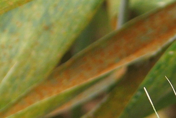 Wheat Classification Classification Dataset By Classification