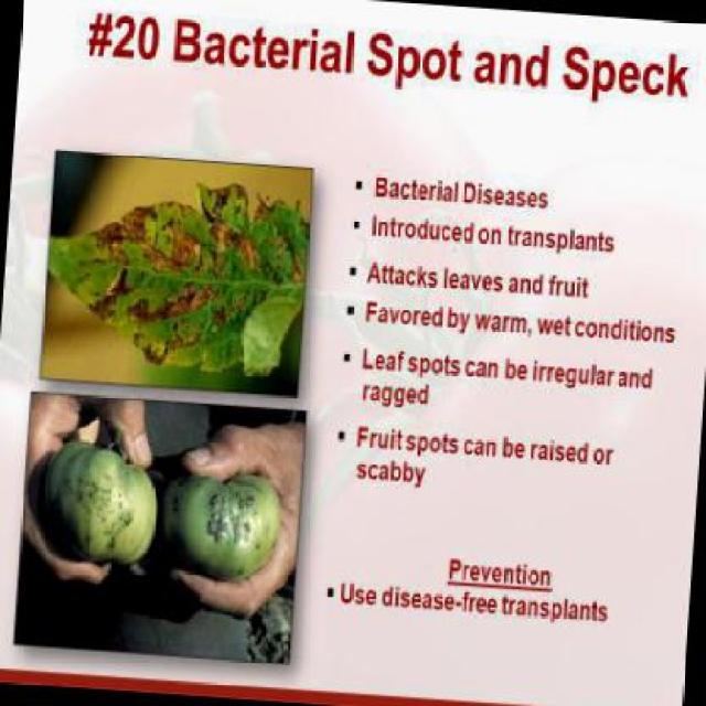 Plant Disease Detection Object Detection Dataset V2 2024 05 05 9 26pm