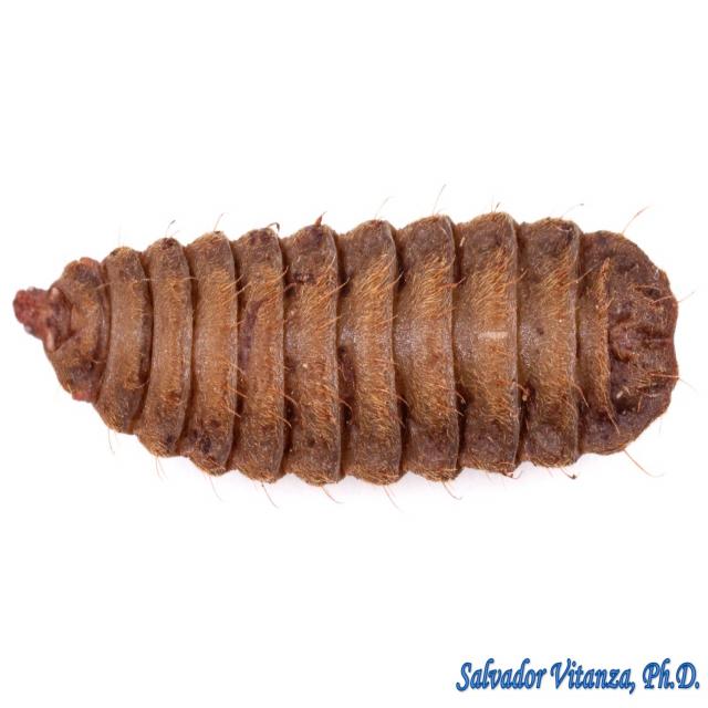 larvae_bsf Instance Segmentation Model by larva