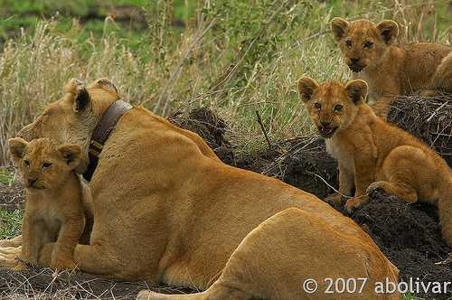 lion Object Detection Dataset by Sahaj jain