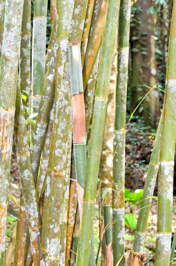 Classification of Bamboo Classification Dataset by Ahok