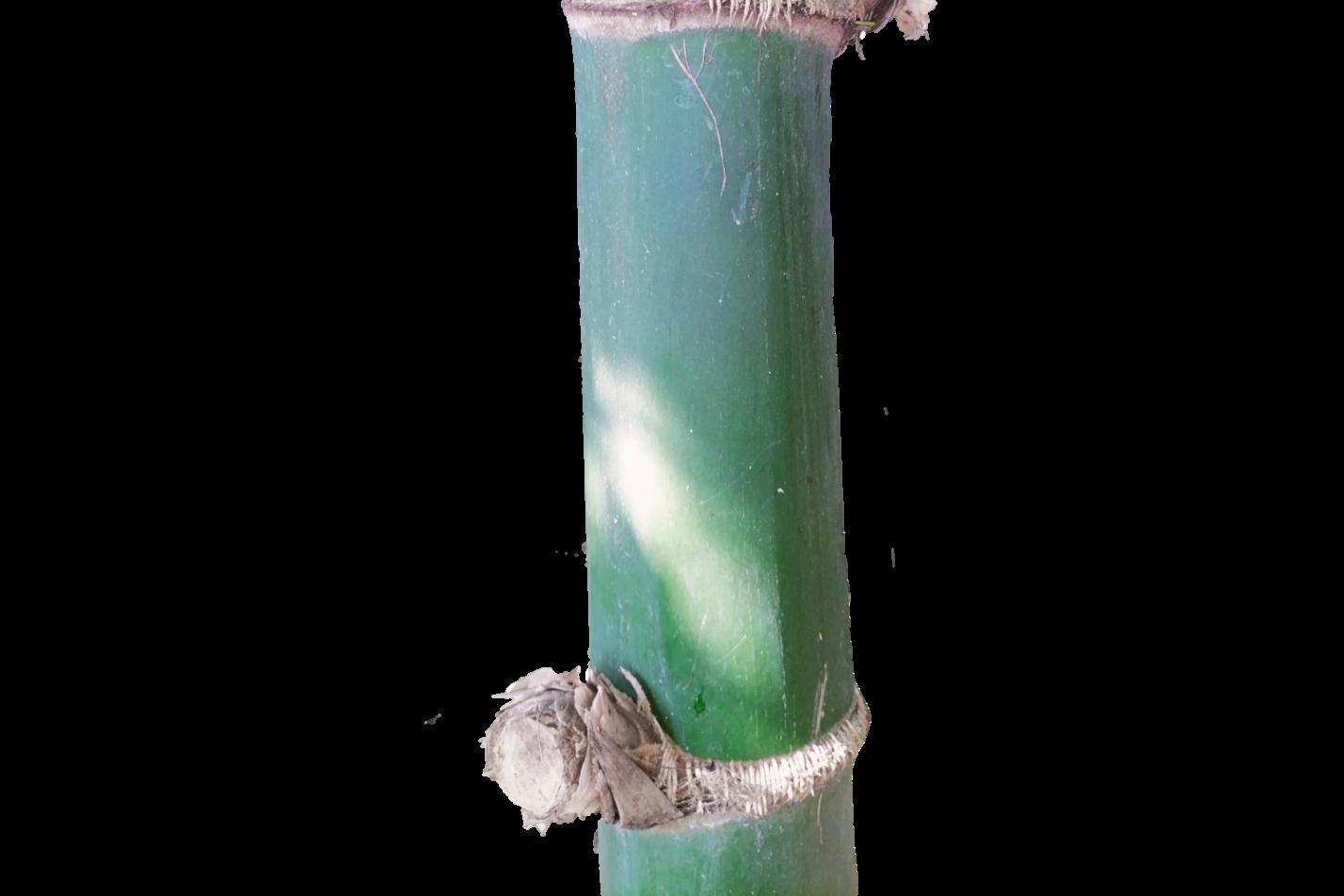 Classification of Bamboo Classification Model by Ahok