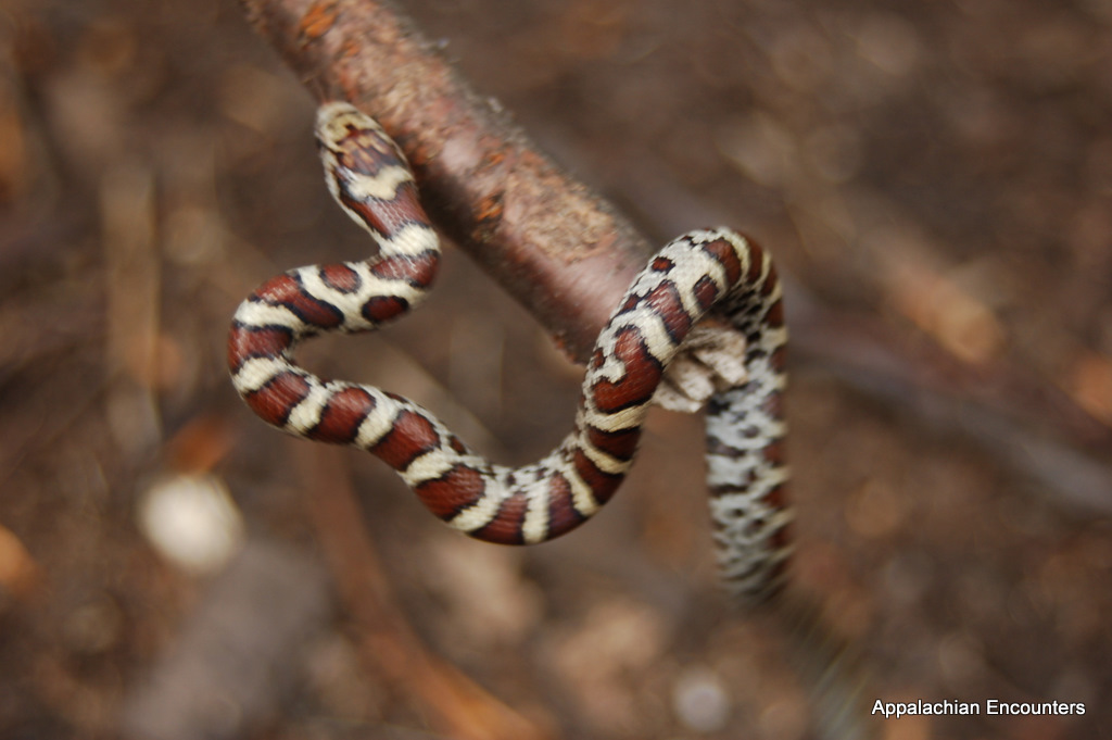 work (work-sbbrs) - Roboflow Universe