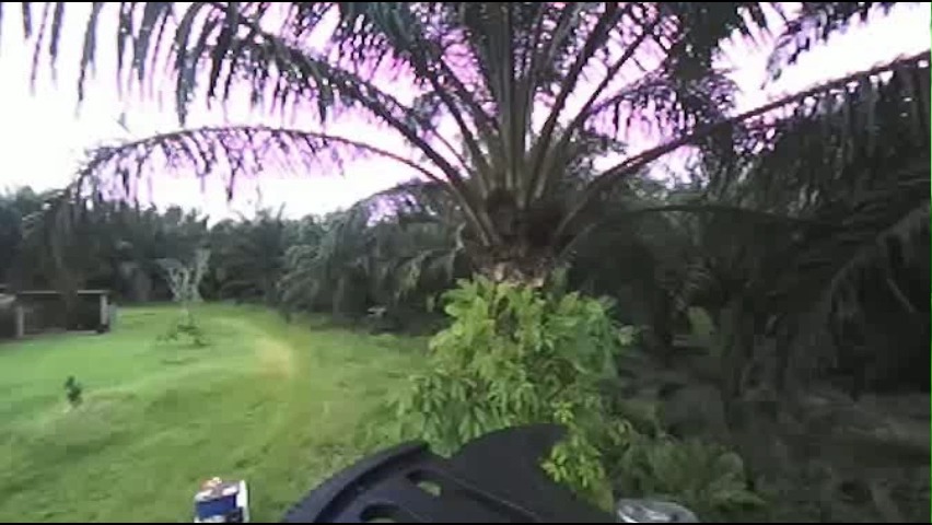 Fronds - Cutter View Instance Segmentation Dataset by MonKey