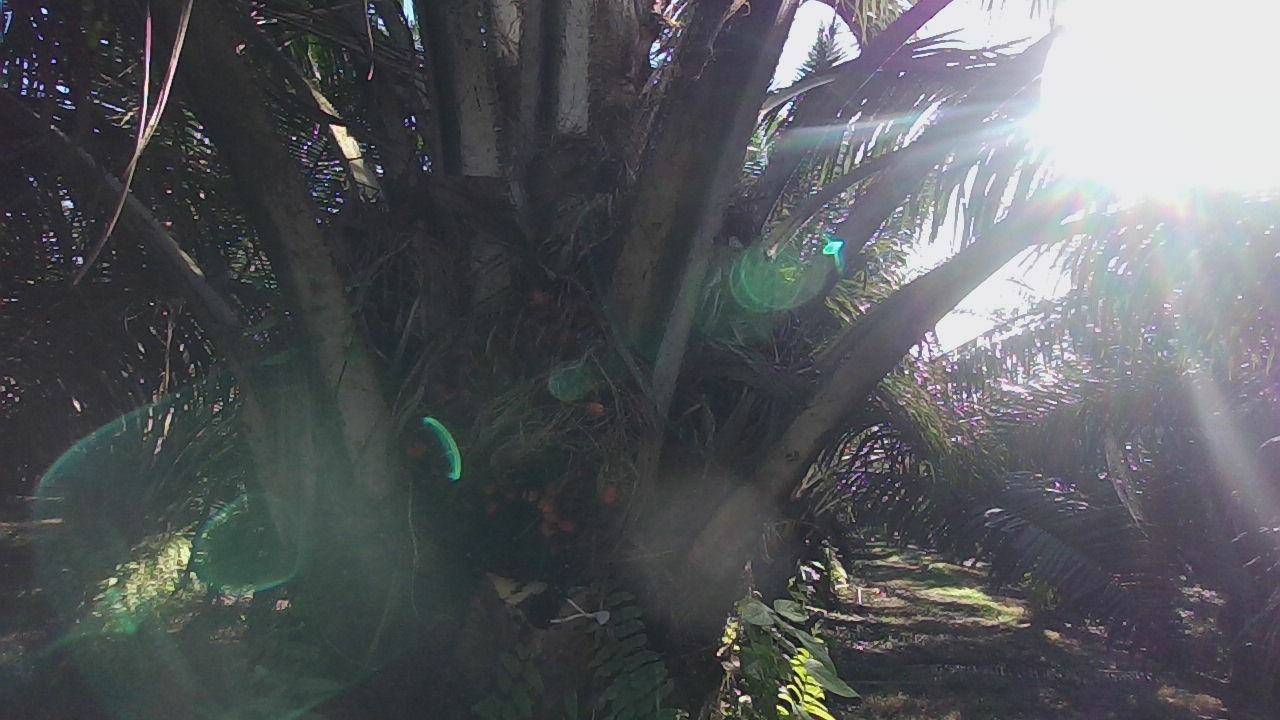 FFB - Cutter View Instance Segmentation Dataset by MonKey