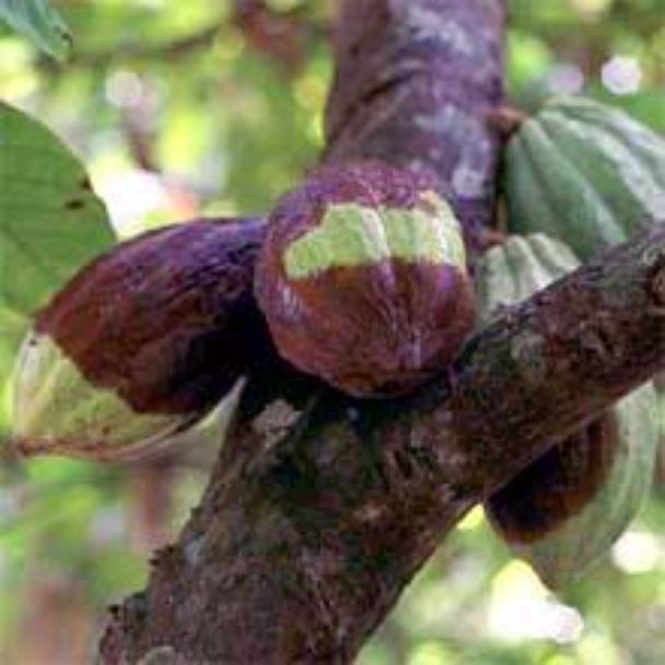 COCOA DISEASE DETECTION Object Detection Dataset by Miss Nyarko
