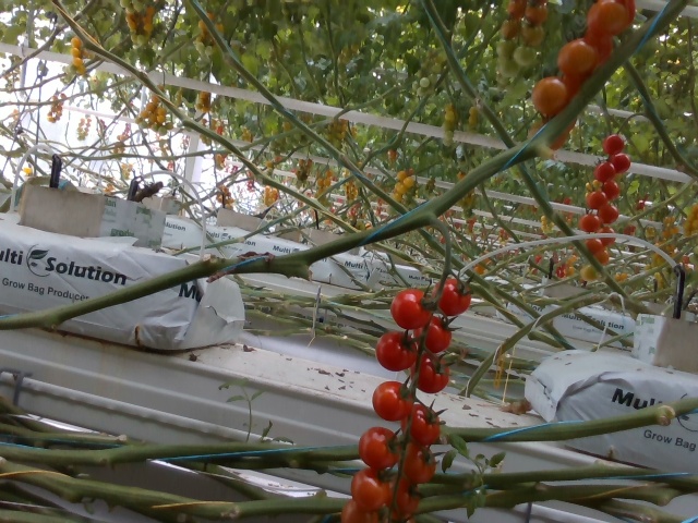 tomato-segment Instance Segmentation Dataset and Pre-Trained Model by agriculture