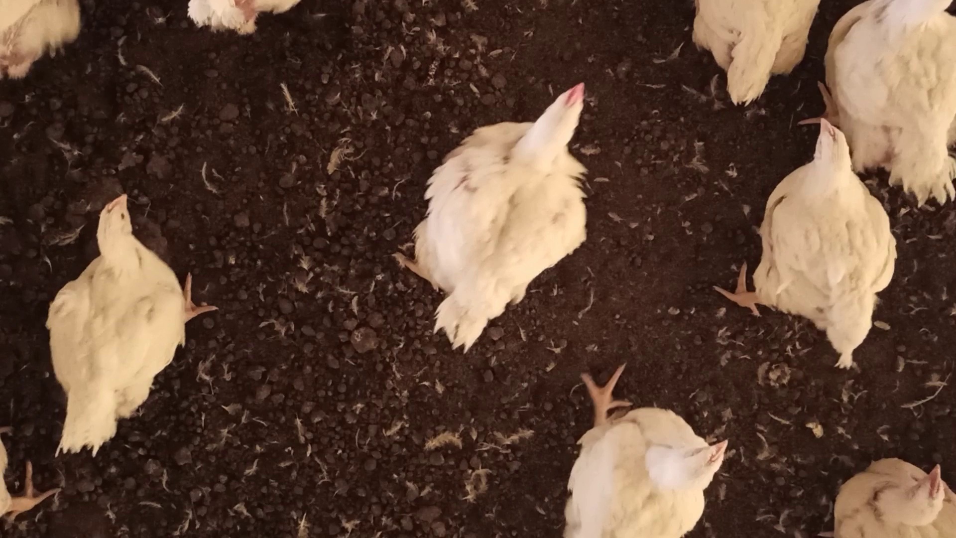 ChickAI-Chicken_v1 Object Detection Dataset by Research Projects