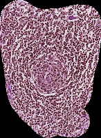 Myown (myown-lswnz) - Roboflow Universe