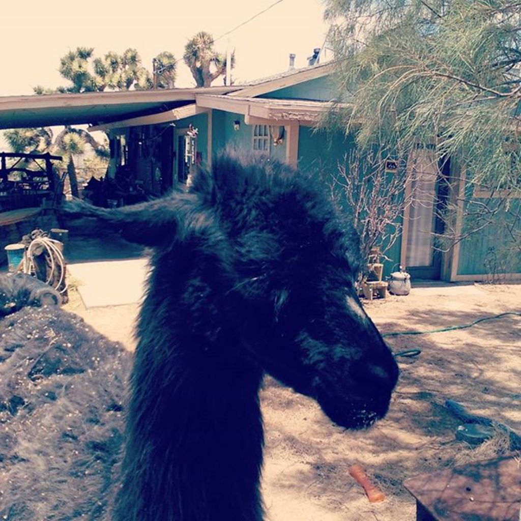 Alpaca Object Detection Model by innospireIntern