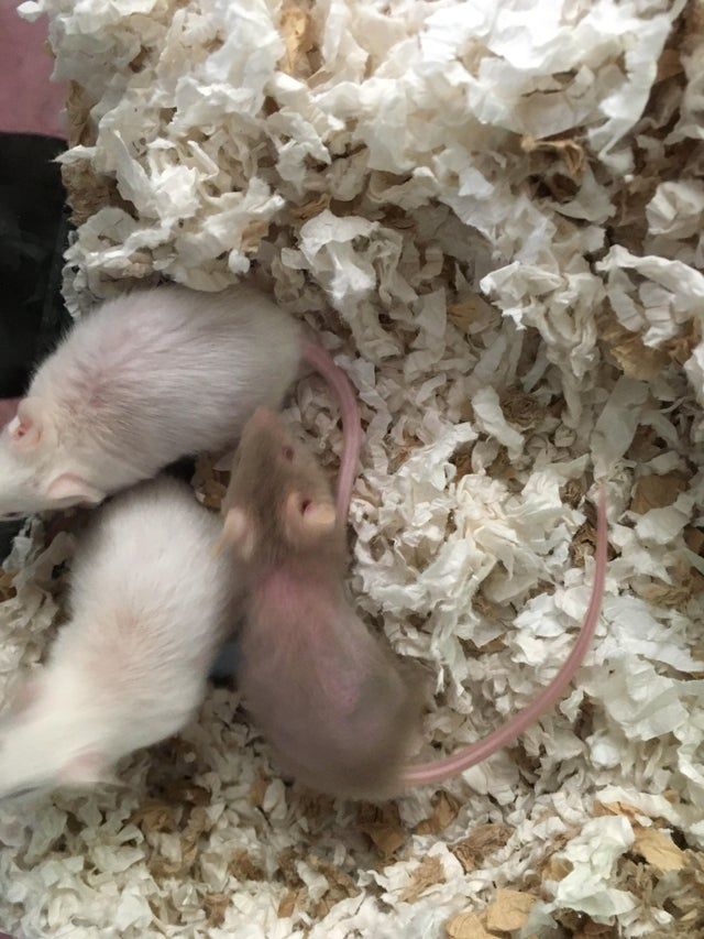 Lab mouse Instance Segmentation Dataset and Pre-Trained Model by phanquangduy248