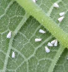 pad_project1 Object Detection Dataset and Pre-Trained Model by patternproject