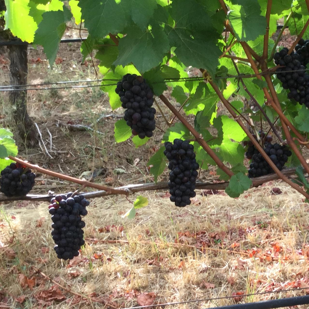 grape segmentation Instance Segmentation Dataset and Pre-Trained Model ... grape segmentation Instance Segmentation Dataset and Pre-Trained Model ...