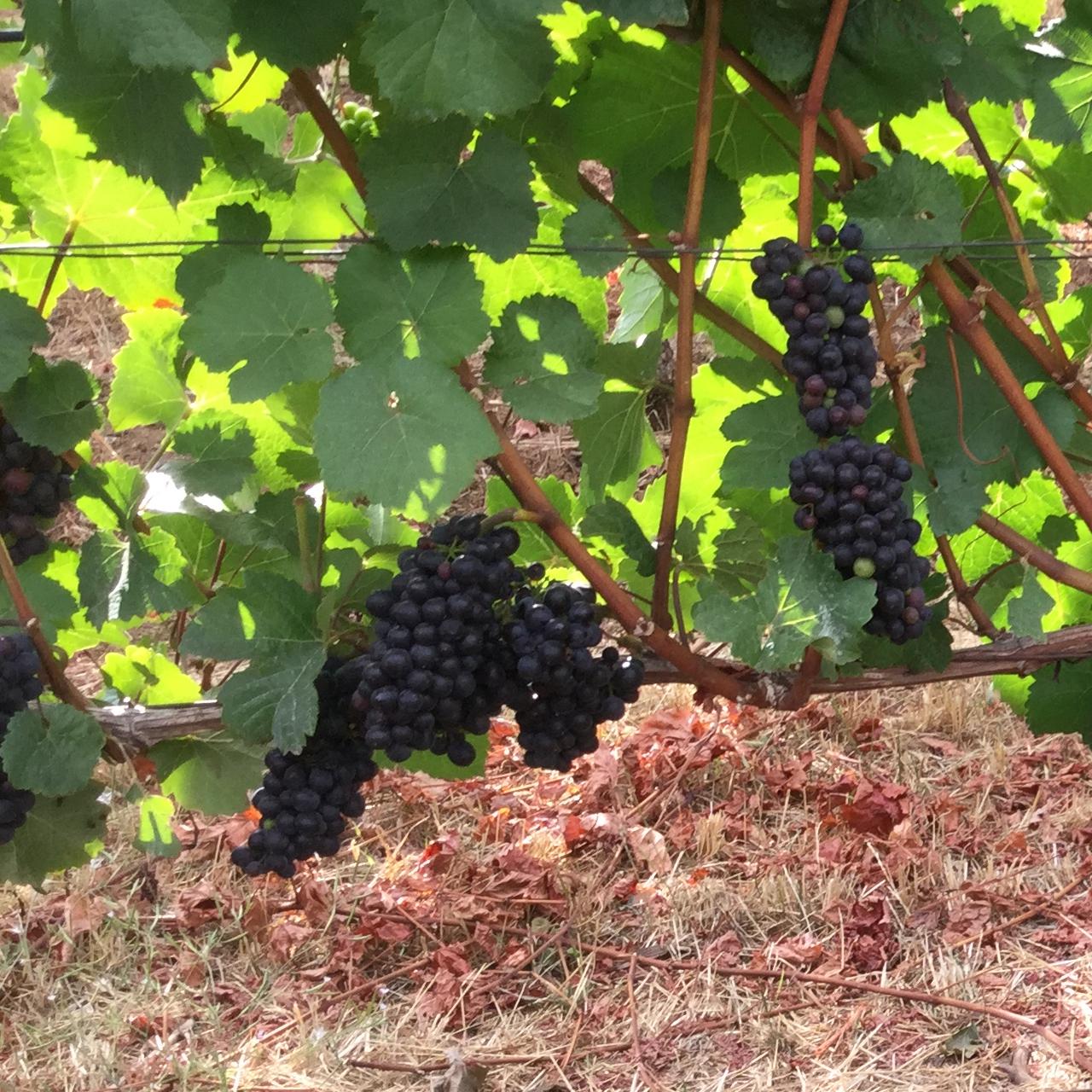 Grape Detection Object Detection Dataset and Pre-Trained Model by Workshop object detection