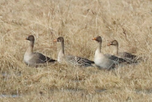 Bird Object Detection Dataset by IAV