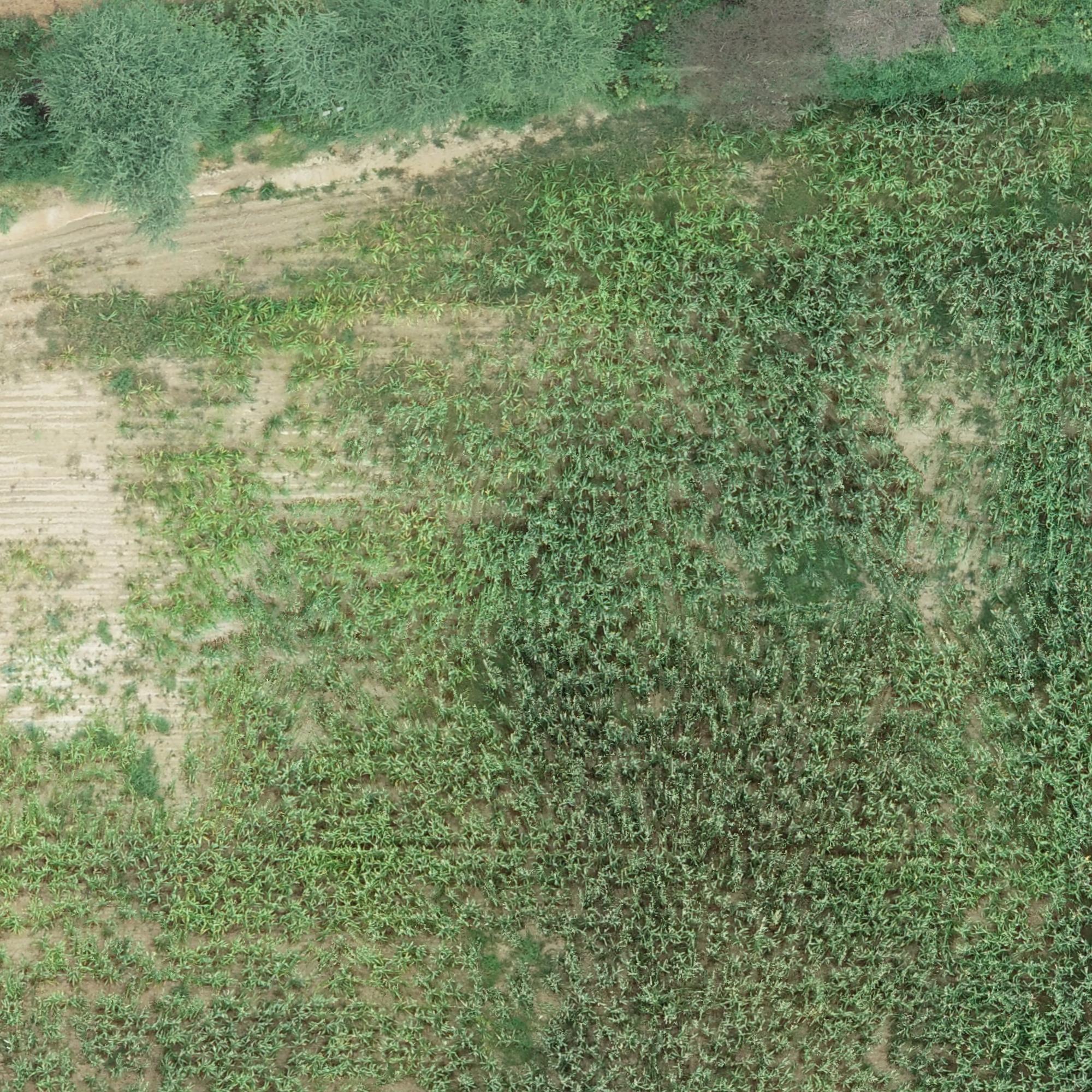 Tree3 Object Detection Dataset by Monarch Surveyor and Consultant