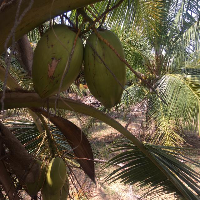 Coconut and Trees Object Detection Dataset by NYPshapecolour