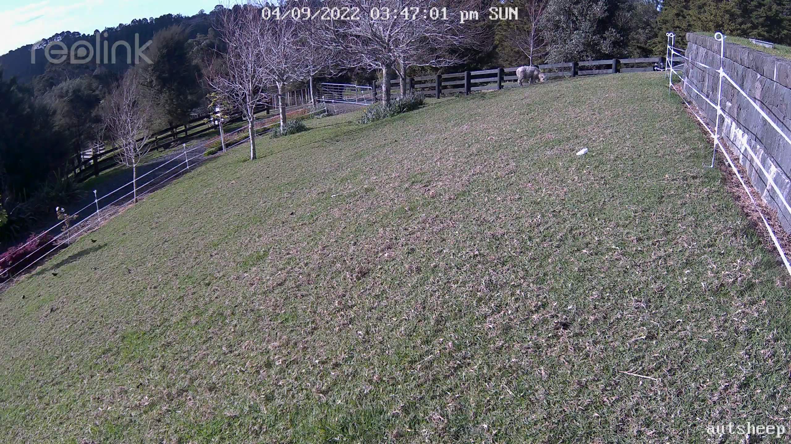 Sheep 2.0 Object Detection Dataset by AUT