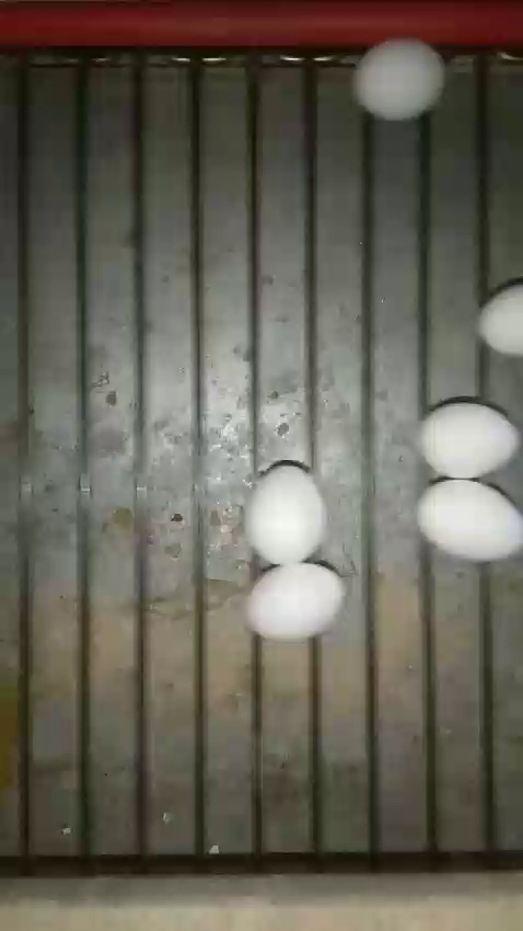 Egg Model Object Detection Dataset By Hato