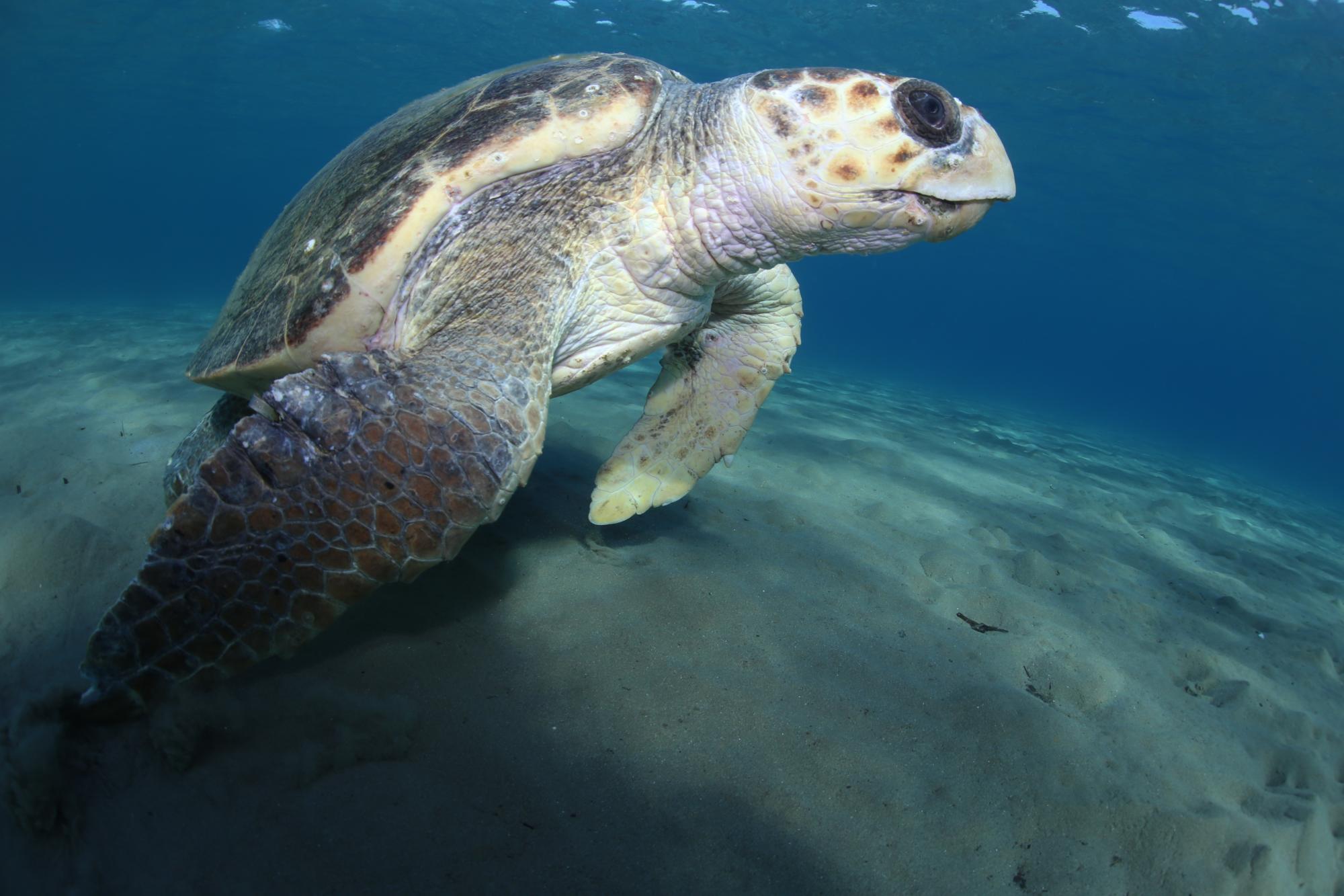 Turtle Detction Object Detection Dataset By 9517yolo
