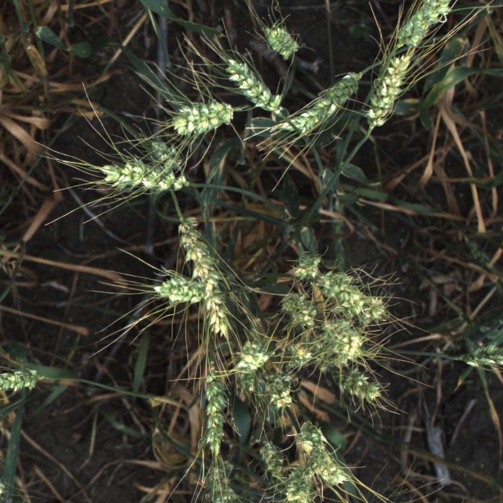 Head Detection Object Detection Dataset And Pre Trained Model By Wheat