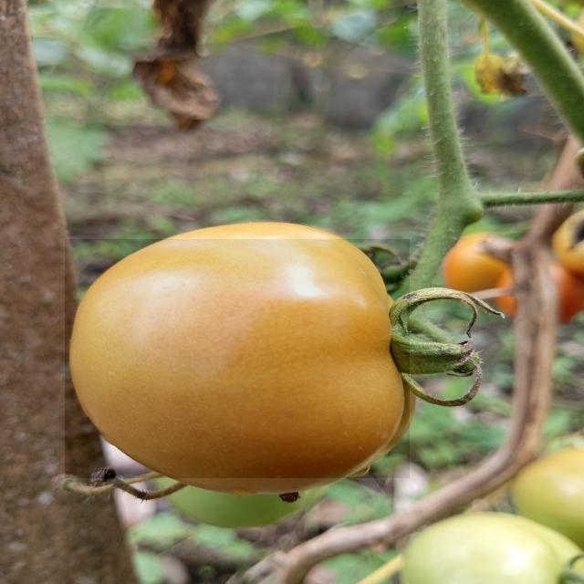 Tomato Detection Object Detection Dataset By C Hari Prasanth