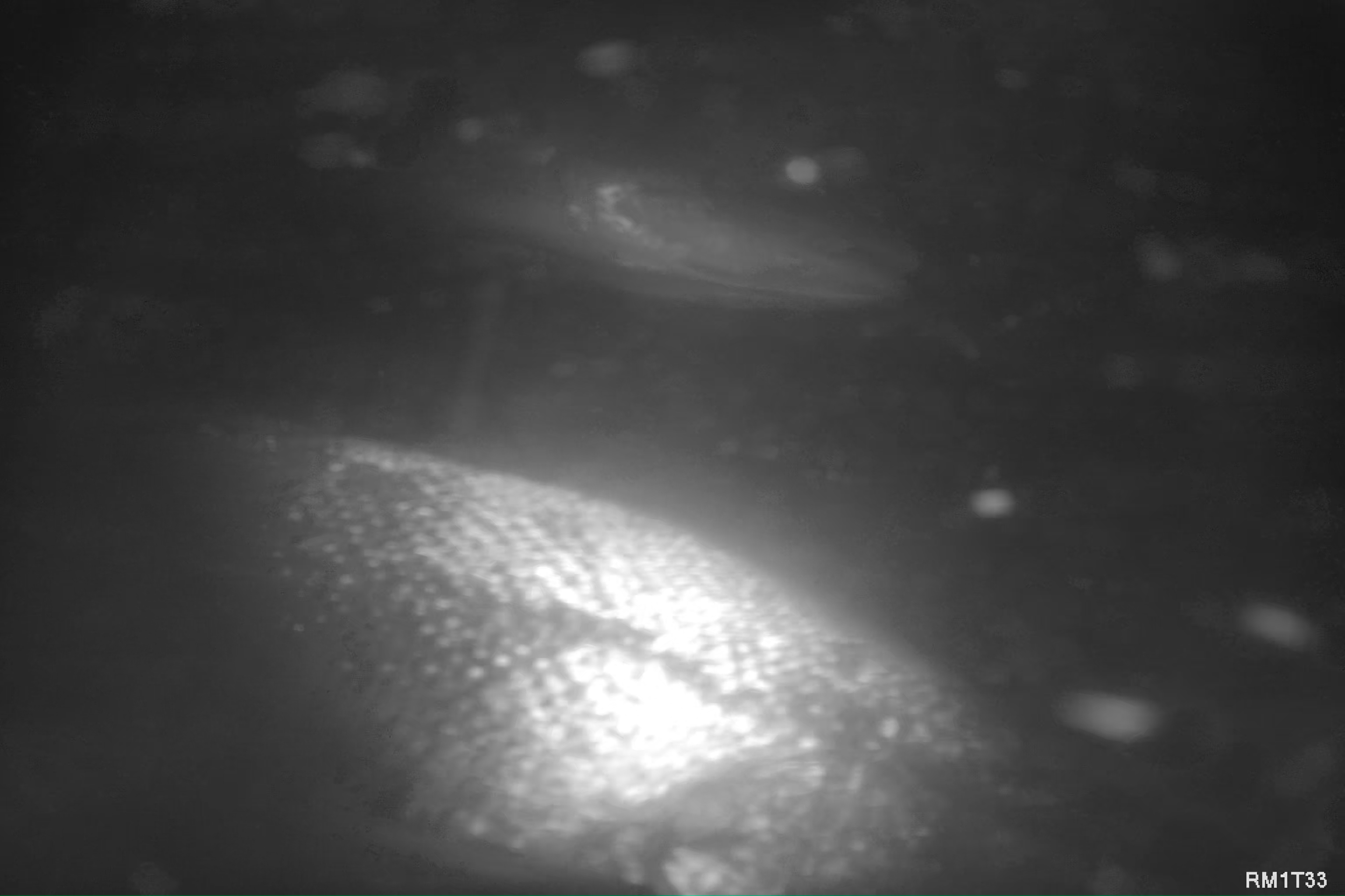 pose-fish Keypoint Detection Dataset by Segment