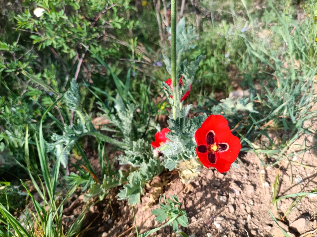 Red Color Poppies Object Detection Model by AI In ENVSCI 2