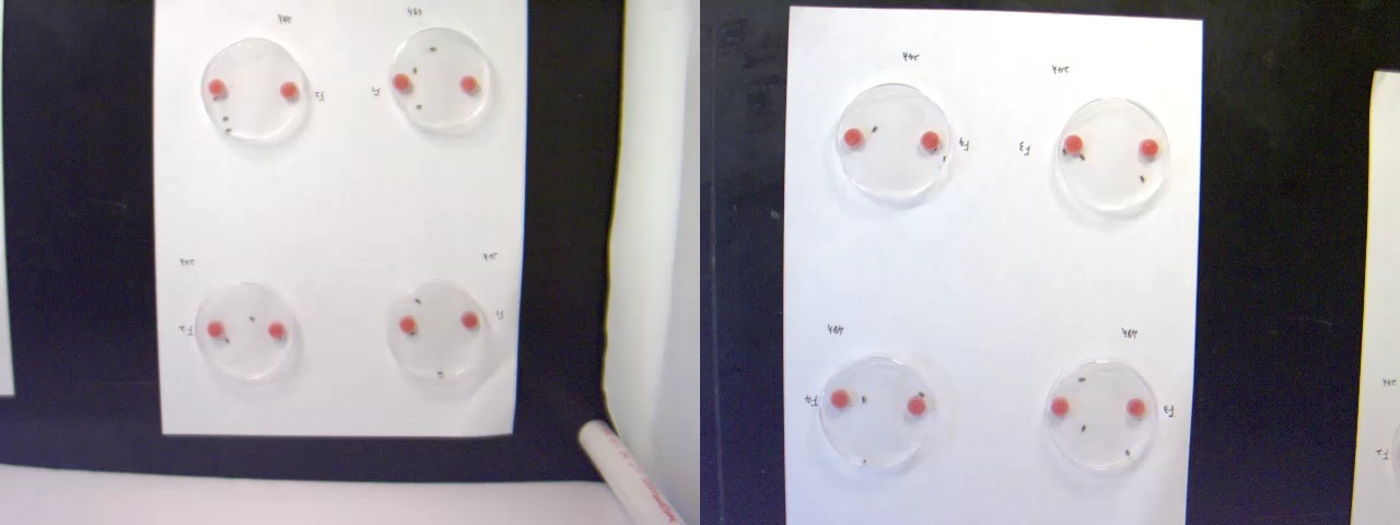 Fly Tracking Object Detection Dataset And Pre Trained Model By Fly